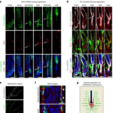 Spatiotemporal Endothelin Expression And Ds Contraction During Follicle Download Scientific