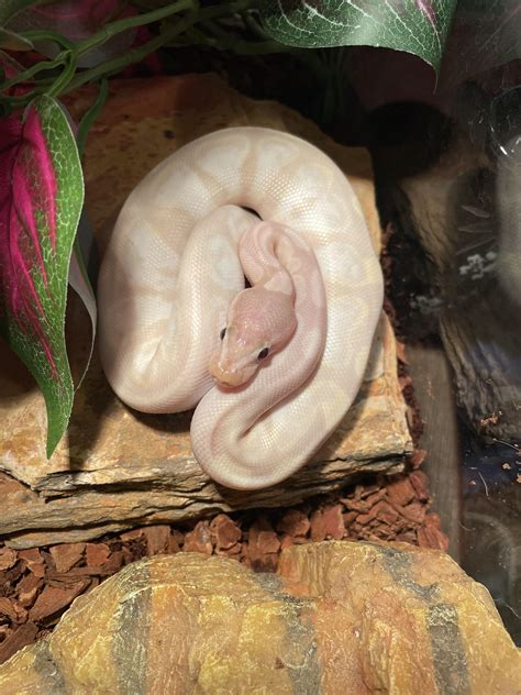 Diy Python Enclosure Advice Rballpython