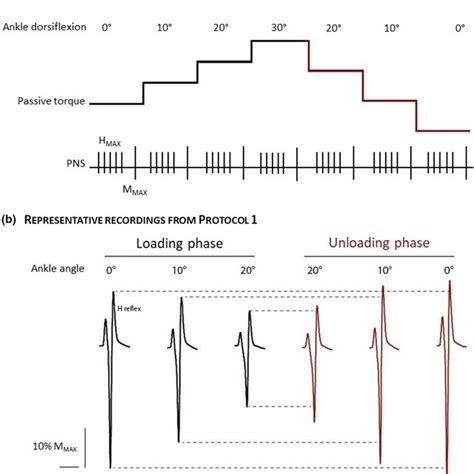 Schematic Representation Of Protocol 1 A And Representative Download Scientific Diagram