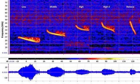 Sonogram And Oscillogram Of Five Echolocation Call Types Of Cynomops Download Scientific