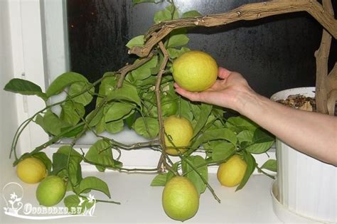Выращивание лимона в домашних условиях - правила и секреты посадки