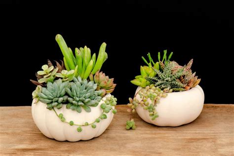 Soil Sorcery Unlocking The Magic Mix For Thriving Succulents Succs