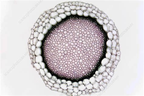 Moss Stem Cross Section Light Micrograph Stock Image C038 6976