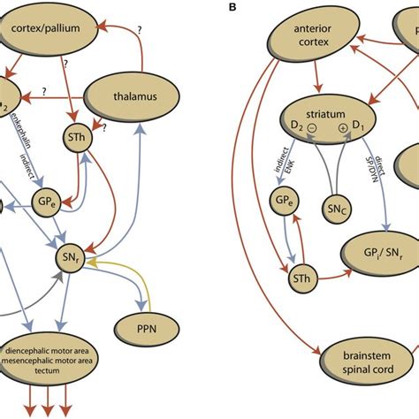 Cortico Striatal Thalamo Cortical Re Entry Circuits Including Core And Download Scientific