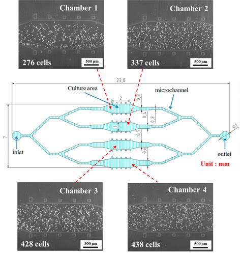 Rbmscs Fluid Flow Shear Stress Microfluidic Chip With Different