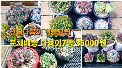 산골다육이 앵콜요청 다육이7종35000원 분채무료배송 산골다육이 다육이셋트 분채배송 묵은둥이다육이 뉴헨의진주 애성