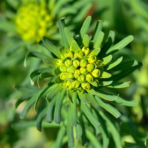 Euphorbia Cyparissias Euphorbia Cyparissias Cipreswolfsmelk