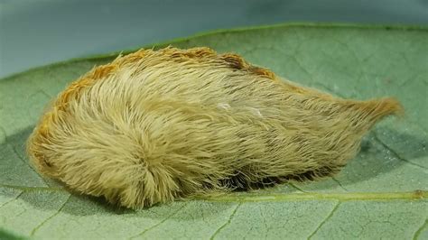 Asp Caterpillars In Texas What To Know About The Stinging Bugs