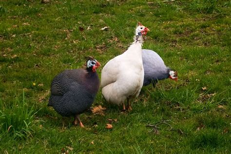 From Ranging To Roosting How To Keep Guineas Housed And Happy Artofit