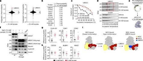 Lactate Regulates Cell Cycle By Remodelling The Anaphase Promoting Complex Nature Luiz Bozi