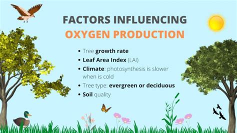 Which Trees Produce The Most Oxygen How Why
