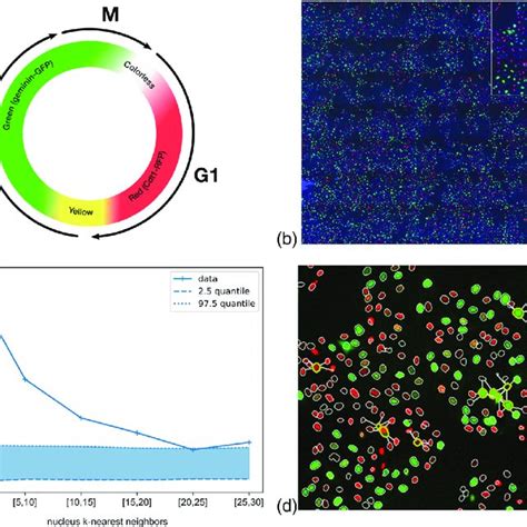 Spatial Clustering Analysis Of Co Cultured Cells A Overlay