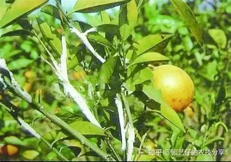 柑桔被狗皮膏药黏住了别急这三种方法帮你轻松甩掉 知乎