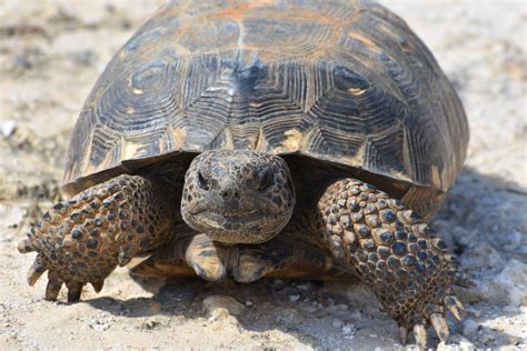 Gopher Turtle I Found While Walking Up A Local Road R Turtle