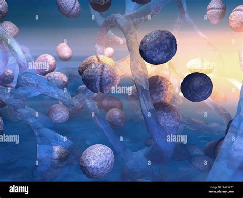 Enterococcus Faecalis Bacteria Artwork License