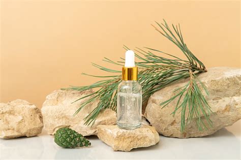 밝은 갈색 베이지 색 배경에 돌과 소나무 가지에 점적기가있는 투명한 유리 화장품 병 침엽수 림 추출물을 사용한 천연 유기농 스파 안티 에이지 화장품의 개념 공간을 복사합니다