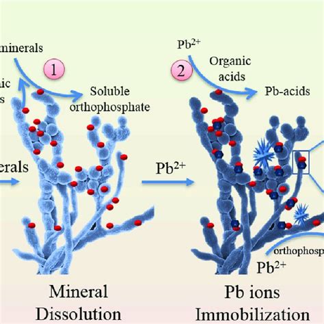 Simplified Representation Of Phosphate Solubilizing Microorganisms Download Scientific Diagram