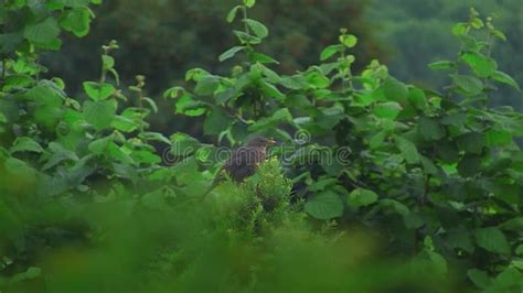 The Symbiotic Relationship Between Birds And Plants Stock Footage