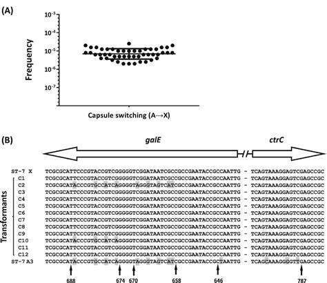 Capsule Switching Of Neisseria Meningitidis Sequence Type 7 Serogroup A