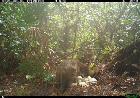 Scientists Thrilled — Bobcat Filmed Eating Invasive Python Eggs For First Time Ever In Florida