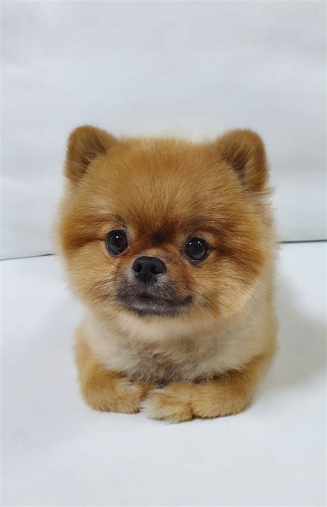 반려견 교육 보듬컴퍼니 강형욱 훈련사를 만나다~ 네이버 블로그