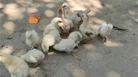 আমেরিকান ব্রাহমা মুরগির বাচ্চা 01814058083 যাদের লাগবে যোগাযোগ করতে পারেন কচুয়া চাঁদপুর Youtube