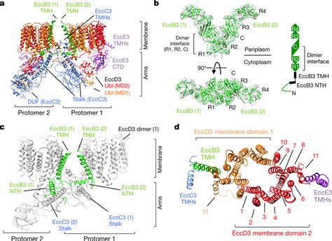 Overview Of The Atomic Structure Of The Esx 3 Core Complex A The Rigid Download Scientific