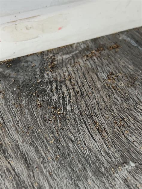 Termite Frass Rtermites