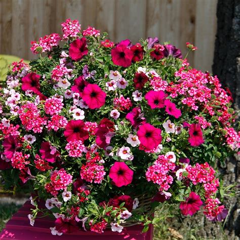 Trixi Cherry Kiss Flower Plants Flower Plants