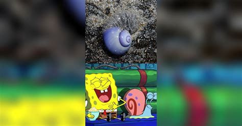 8 Surprising Facts About Sea Snails That Inspired Garys Idea For Spongebob Trstdly Trusted