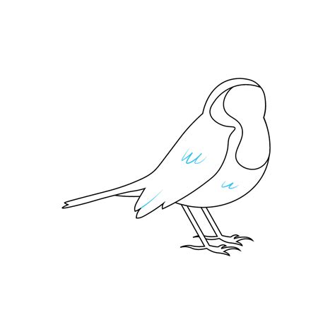 How To Draw A Robin Step By Step How To Draw A Robin Step By Step