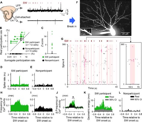 Sw Participating Ca1 Pyramidal Cells Receive Clustered Synaptic Inputs