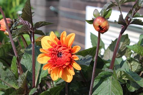 Dahlia Flower Flora Free Photo On Pixabay Pixabay