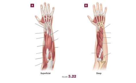 Posterior Forearm Diagram Quizlet Posterior Forearm Diagram Quizlet