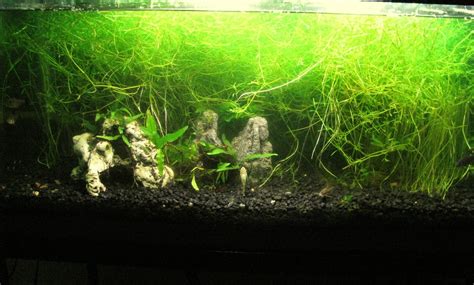 Guppy Grass Complete Care Guide 2024