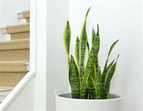 Snake Plant Care Guide Taite Floor