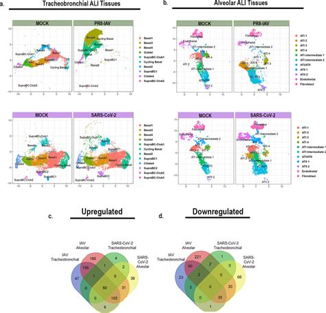 ScRNAseq UMAP Plots Of IAV Or SARS CoV 2 Infected Lung ALI Download Scientific Diagram
