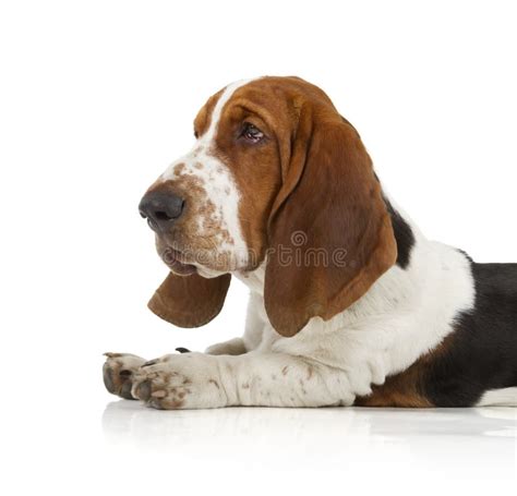 Side View Of Fat Basset Hound Dog Stock Image Image Of Legs Profile