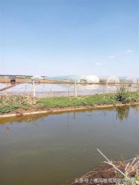 五絕淨土新韻 每日頭條