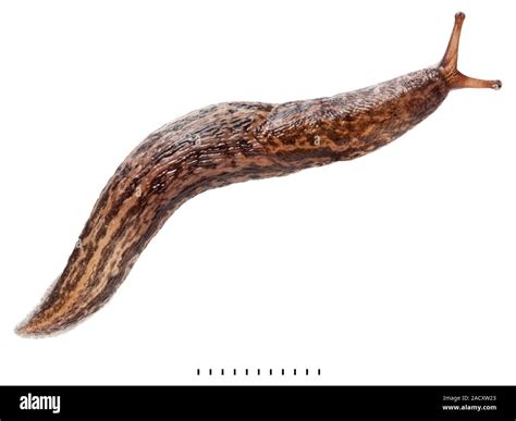 The Leopard Slug Limax Maximus Is One Of The Largest Slugs In The Uk Notable For Its Internal