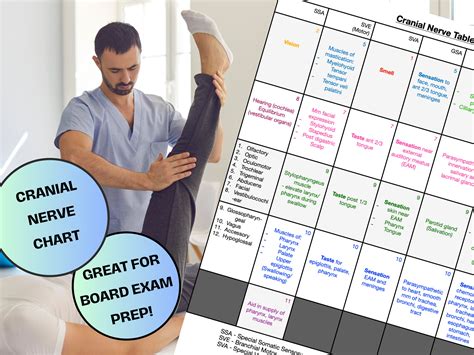 Cranial Nerve Chart Etsy