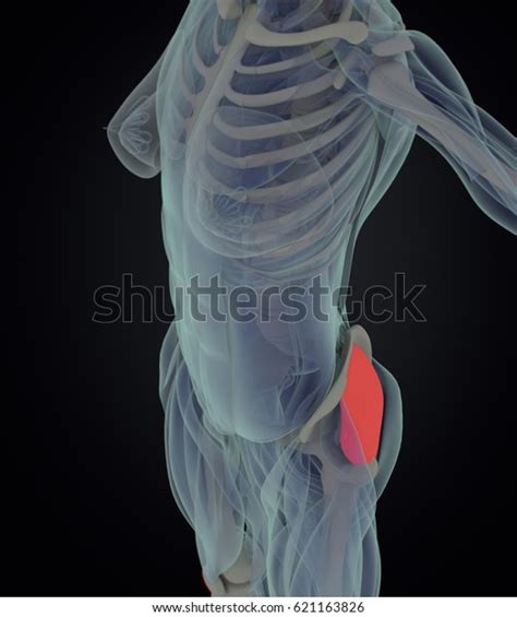 Gluteus Medius Female Muscle Anatomy 3d ภาพประกอบสตอก 621163826 Shutterstock