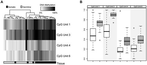 Unsupervised Hierarchical Clustering Of The Level Of Methylation Of Dna Download Scientific