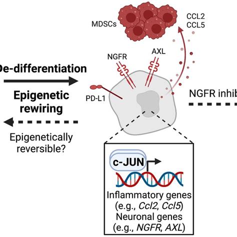 Epigenetic And Transcriptomic Rewiring Underlying Dedifferentiation And