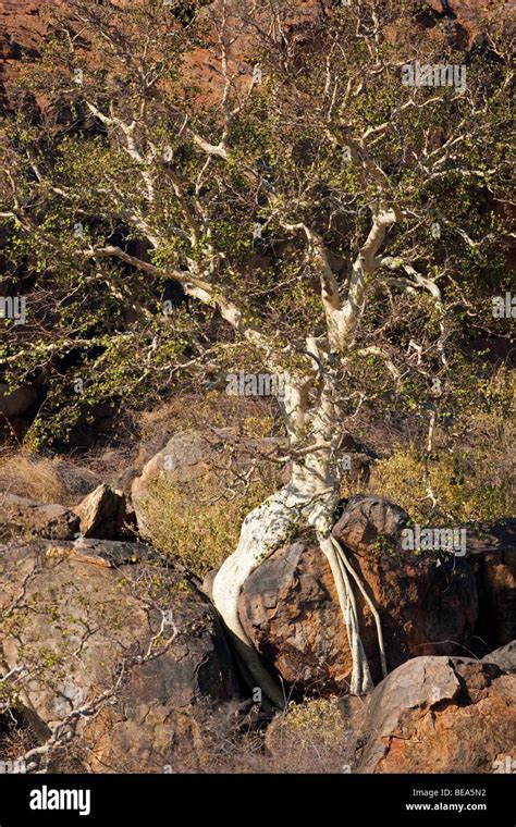 Tree Growing On Rocks Stock Photo Alamy