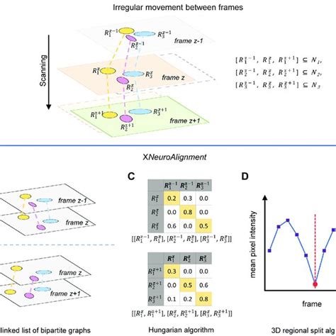 3d Merging A An Illustration Of Irregular Cell Movements Across