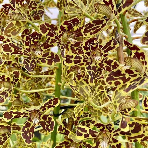 Palmer Orchids Grammatophyllum Scriptum Var Leopard—or