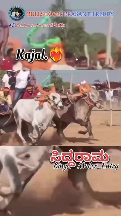 The Power Full Combination Siddaram Kajalbull Are Back Bailgada