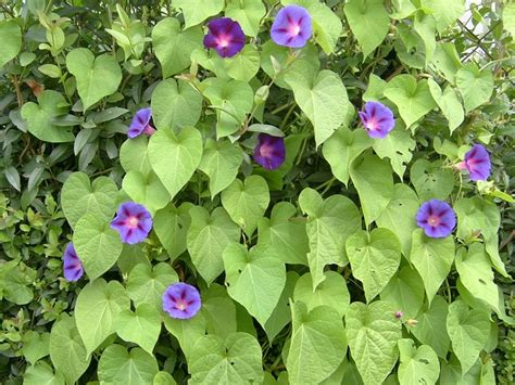 Ипомея пурпурная: всё о посадке и уходе, фото и описание сортов