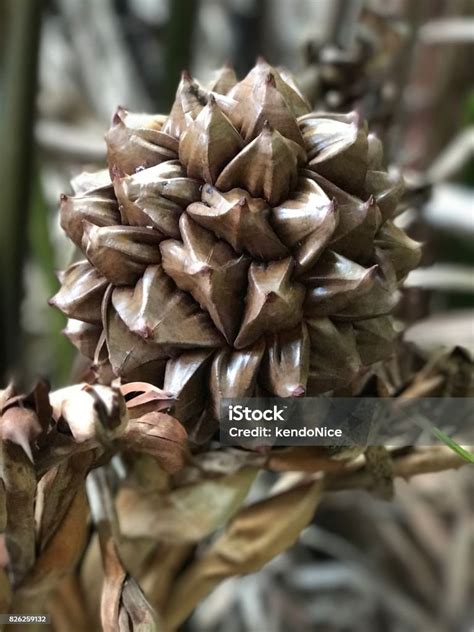 Buah Fruticans Nypa Atau Telapak Tangan Nipa Atau Mangrove Foto Stok